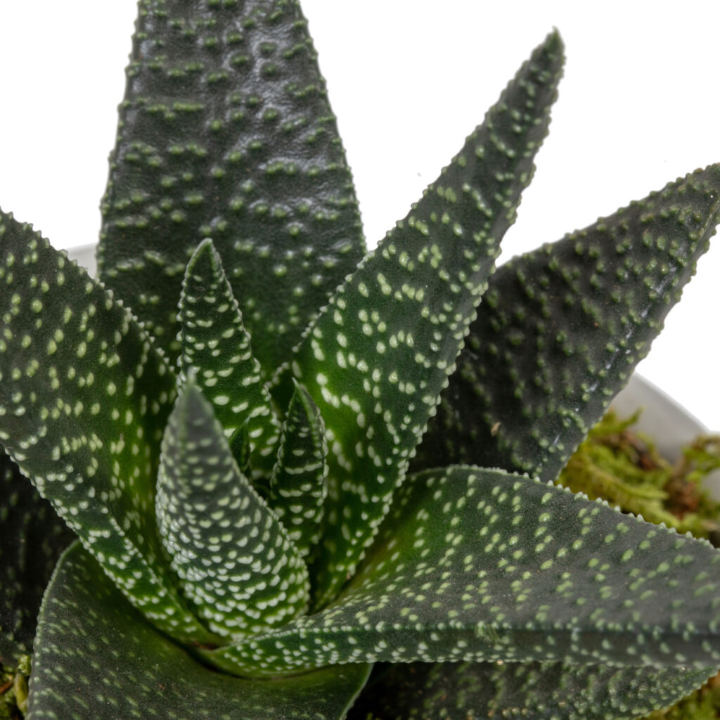 Aloe Succulent Care Guide | The Little Botanical