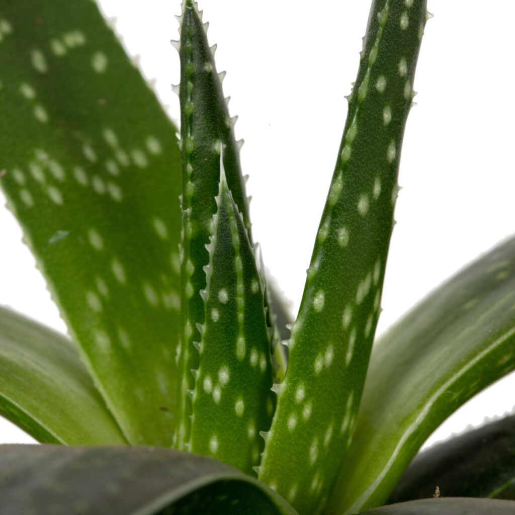 Aloe Succulent Care Guide | The Little Botanical