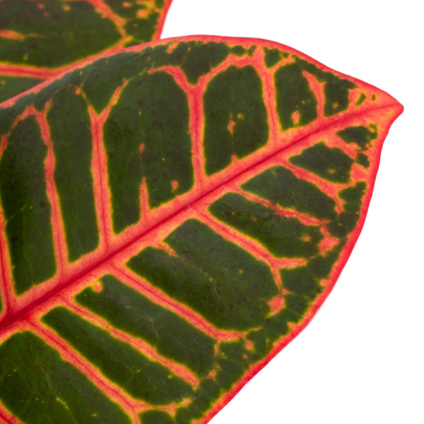 Croton Care Guide | The Little Botanical