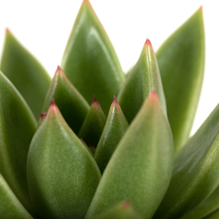 Miranda Care Guide | The Little Botanical