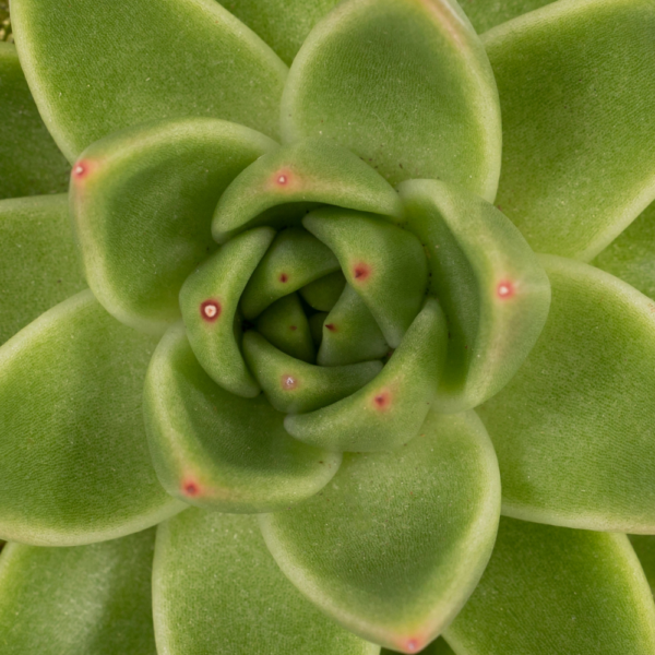 Miranda Care Guide | The Little Botanical