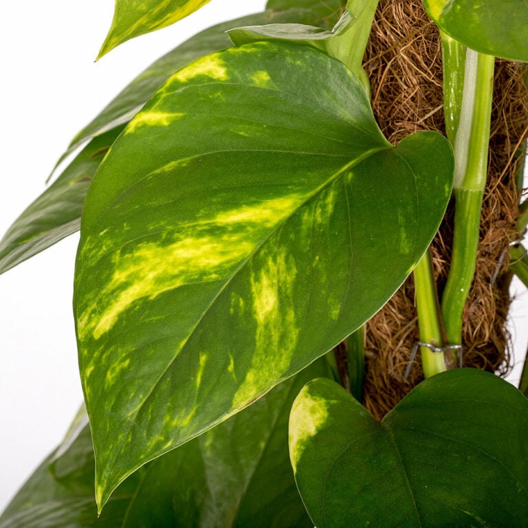Scindapsus Care Guide | The Little Botanical