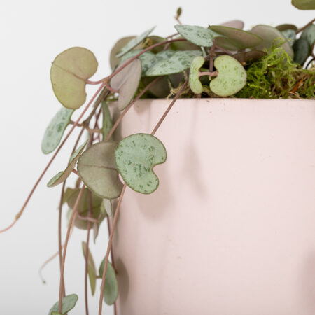 String of Hearts Care Guide | The Little Botanical