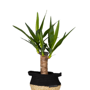 Yucca Plants: How To Care for Them | The Little Botanical