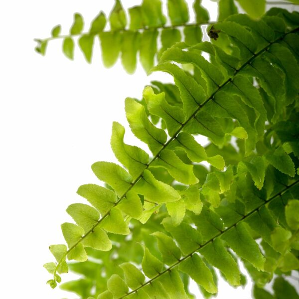 Fern Trio Plant Gang | Online Houseplants | UK Delivery