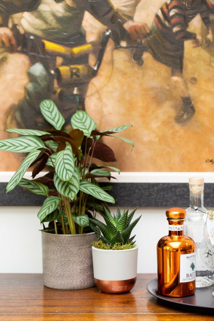 Grey Textured Houseplant Pot - Online Houseplants & Succulents