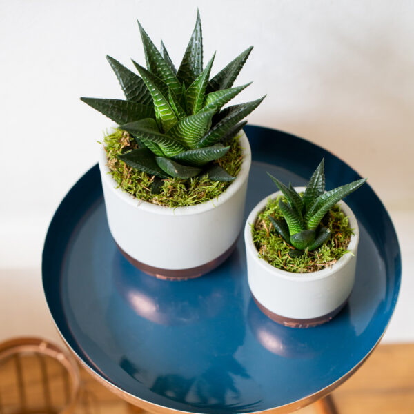 Desk Buddy Plant Gang | The Little Botanical
