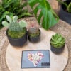 Mini Cacti Plant Family | The Little Botanical