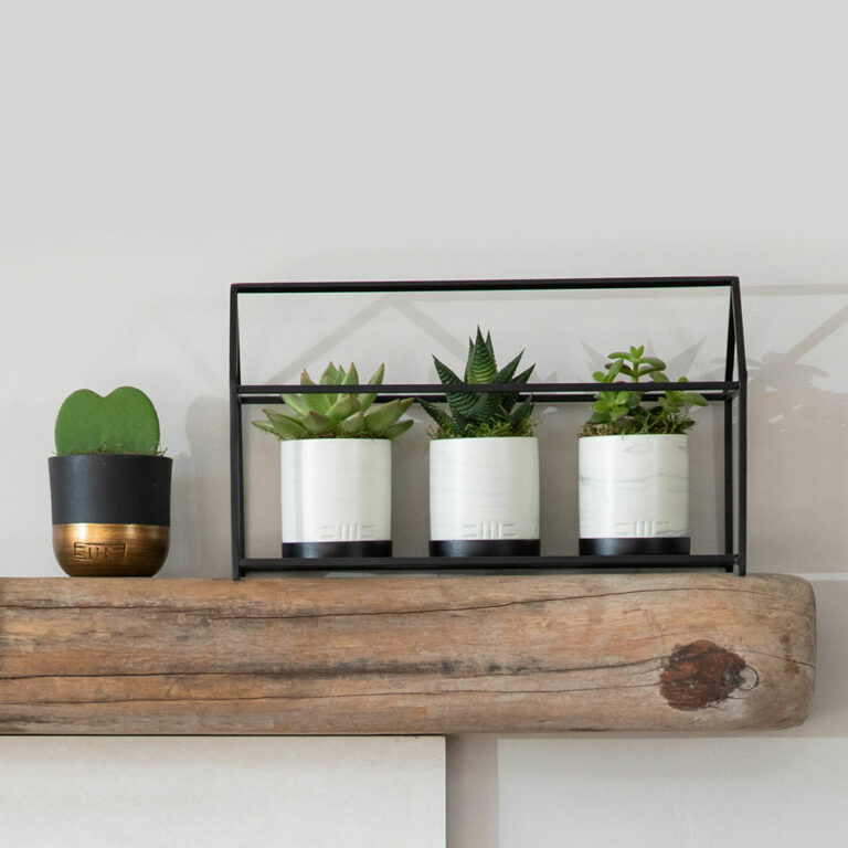 Trio Succulent House | The Little Botanical