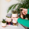 Zab Plant Mister | The Little Botanical