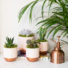 Zab Plant Mister | The Little Botanical