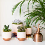 Zab Plant Mister | The Little Botanical