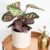 Zab Plant Mister | The Little Botanical