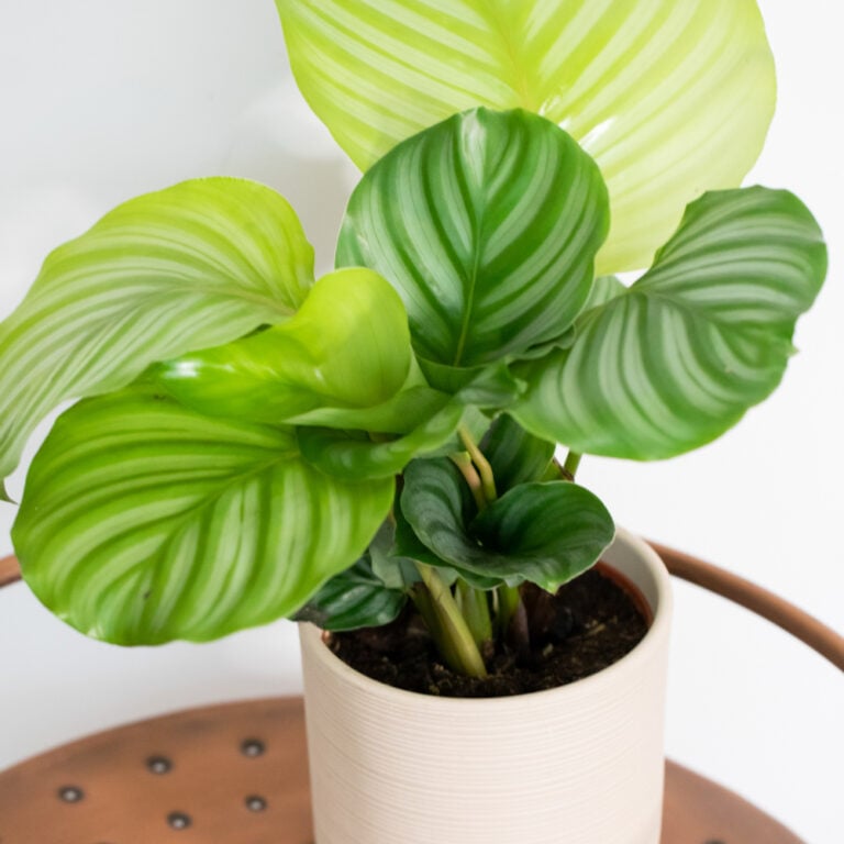 Medium (20-40cm) Houseplants | The Little Botanical