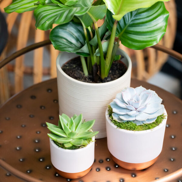 Lilacina | The Little Botanical