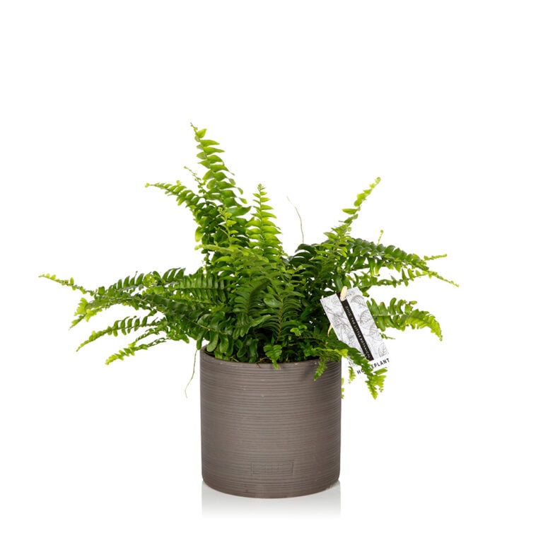 Boston Fern | Pet-Friendly Houseplant & Plant Gift | The Little Botanical