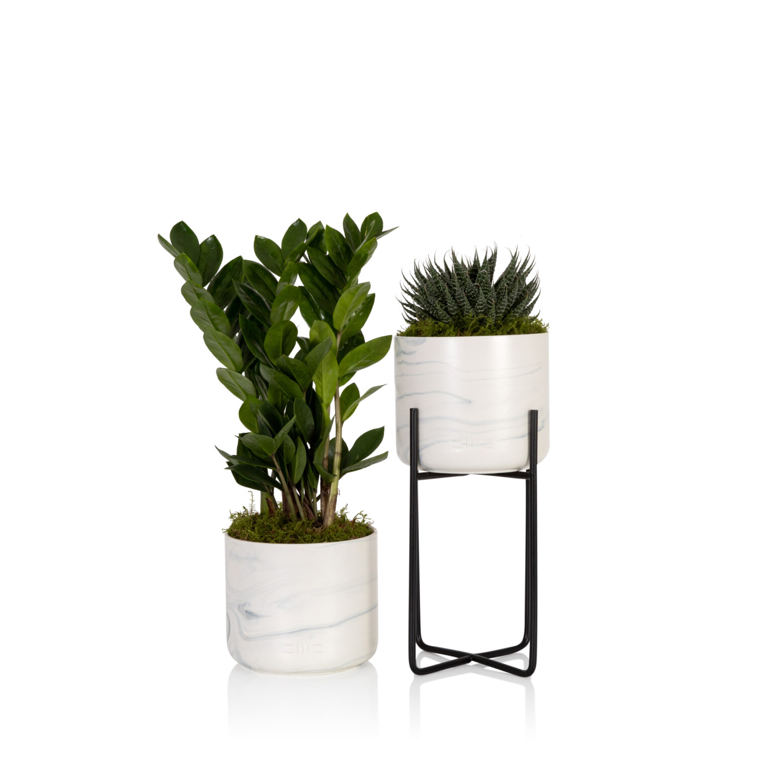 Marble Plant Gang | Online Houseplants and Succulents | UK Delivery
