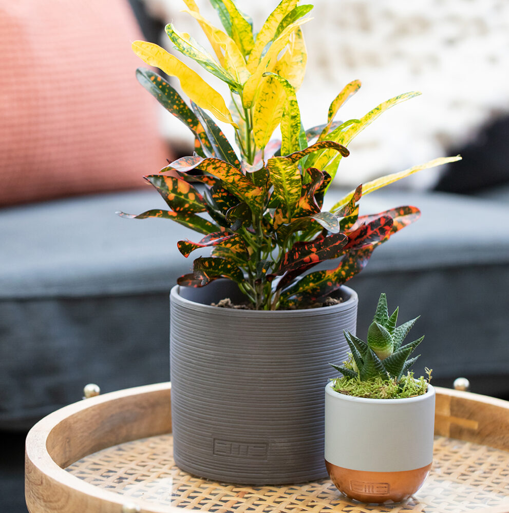 Stoneware Houseplant Pot | The Little Botanical
