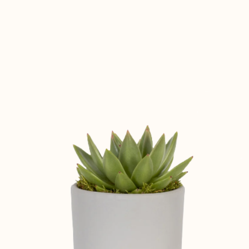 Plant Care Guides | The Little Botanical