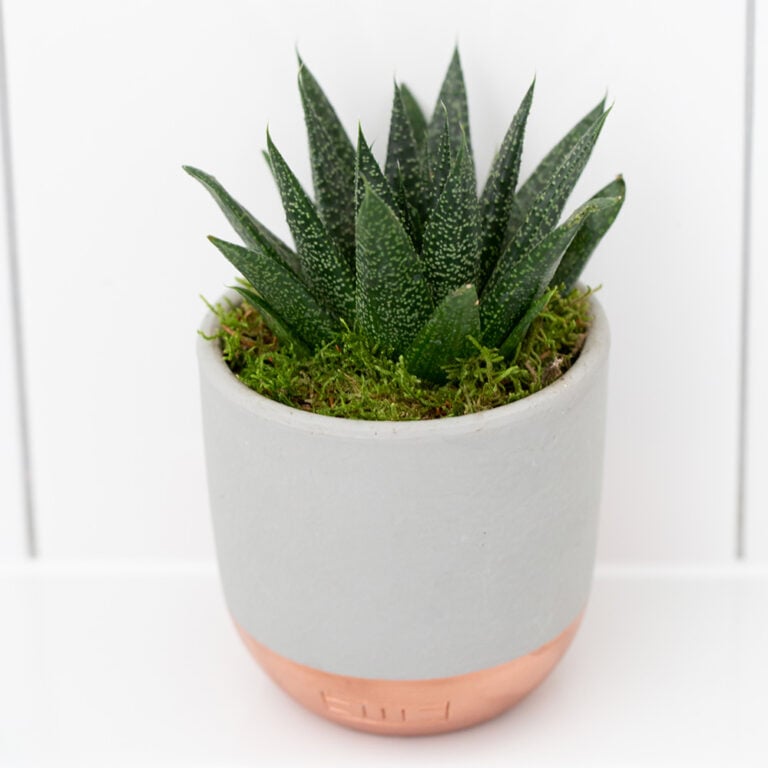 Aloe Succulent | The Little Botanical