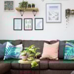 Devil's Ivy Marble Queen | The Little Botanical