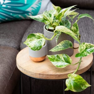 Devil's Ivy Marble Queen | The Little Botanical