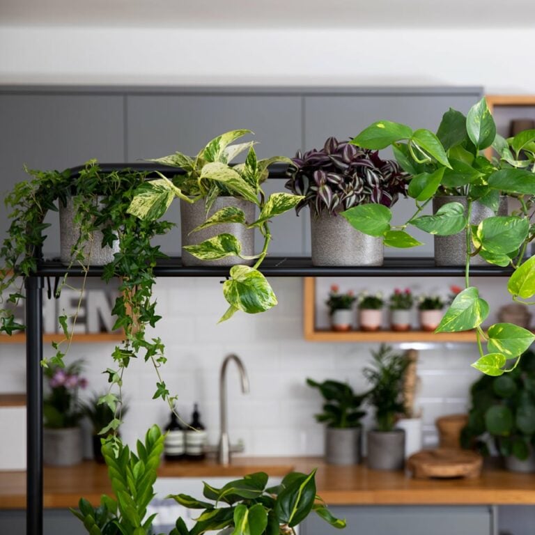 Devil's Ivy Marble Queen | The Little Botanical