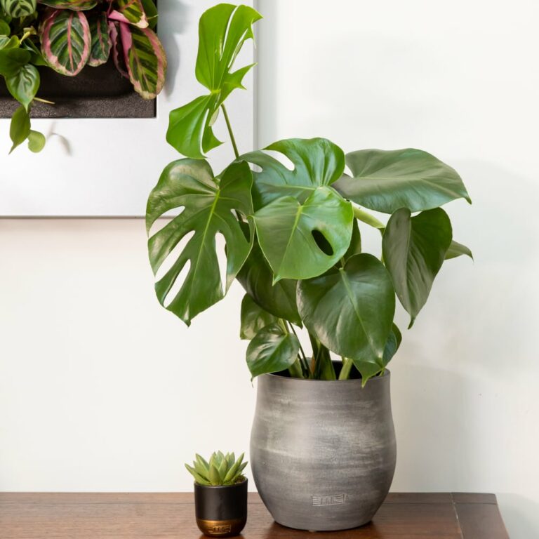 Monstera Houseplants | The Little Botanical