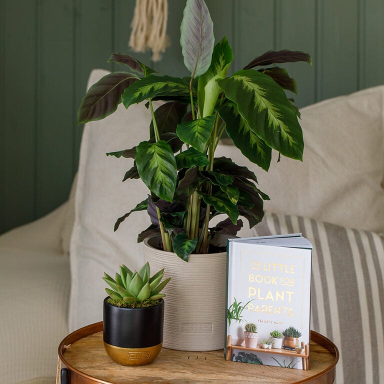 Calathea | Prayer Plant | Indoor Houseplants | UK Delivery