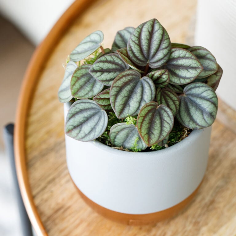 Peperomia Piccolo | The Little Botanical