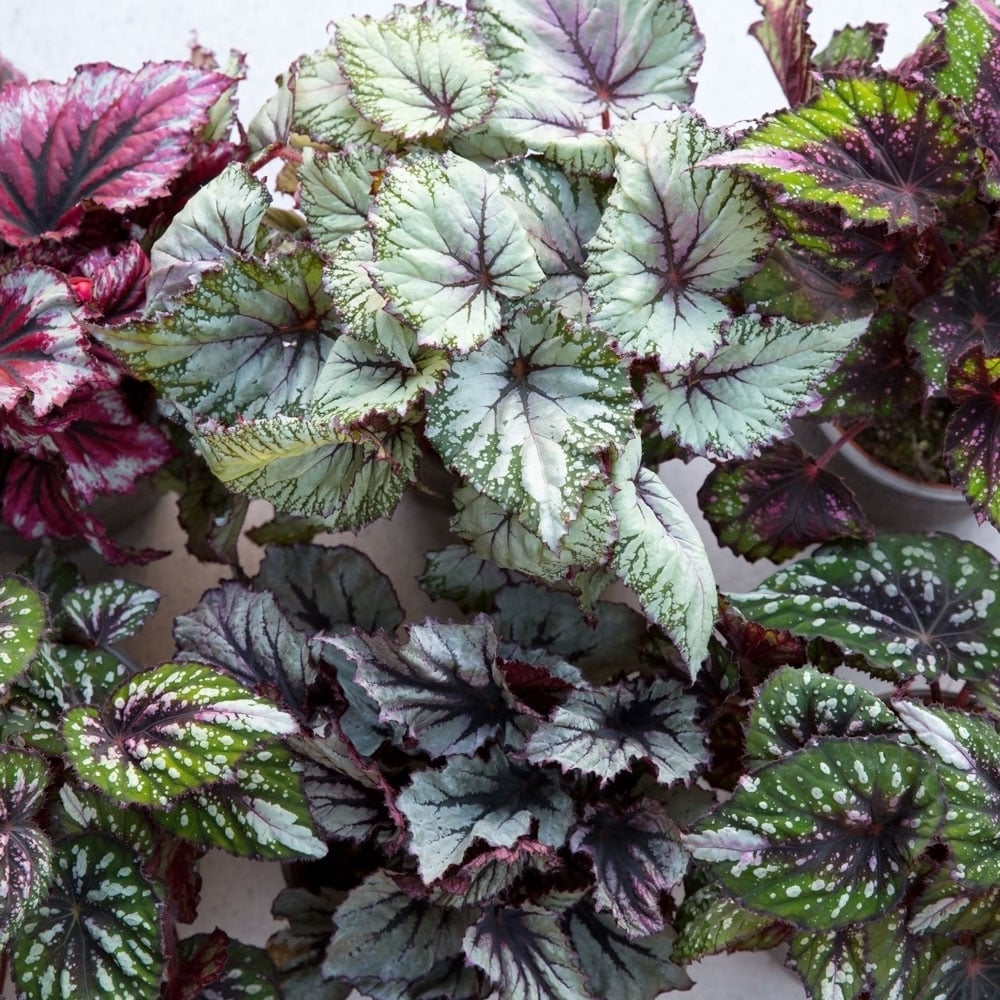 Begonia Beleaf | The Little Botanical