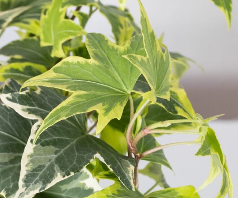 English Ivy | Renowned Climber & Hanging Plant | The Little Botanical