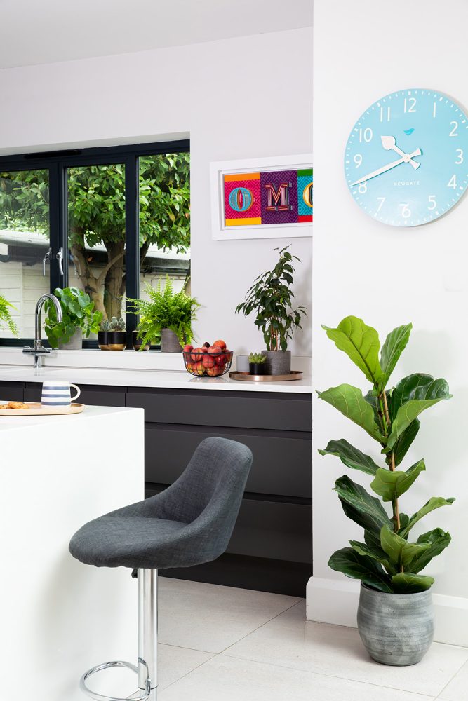 Fiddle Leaf Fig | The Little Botanical