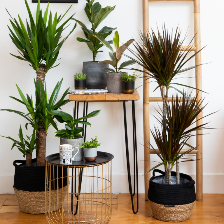 A Guide To Owning and Caring for The Dragon Tree | The Little Botanical