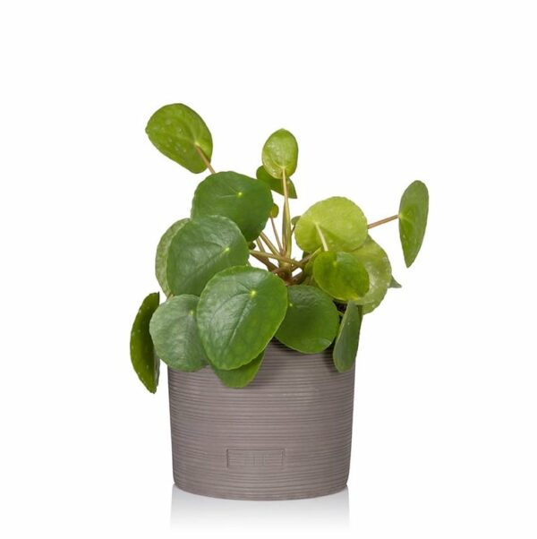 Pilea Peperomioides | Chinese Money Plant | The Little Botanical