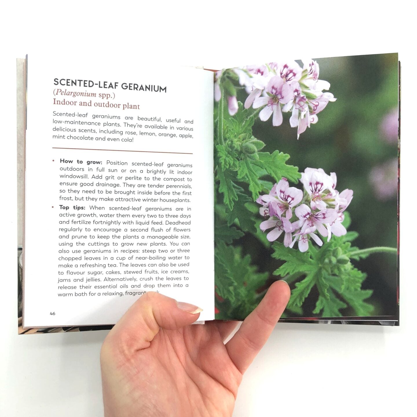 My Tiny Window Garden Book | The Little Botanical