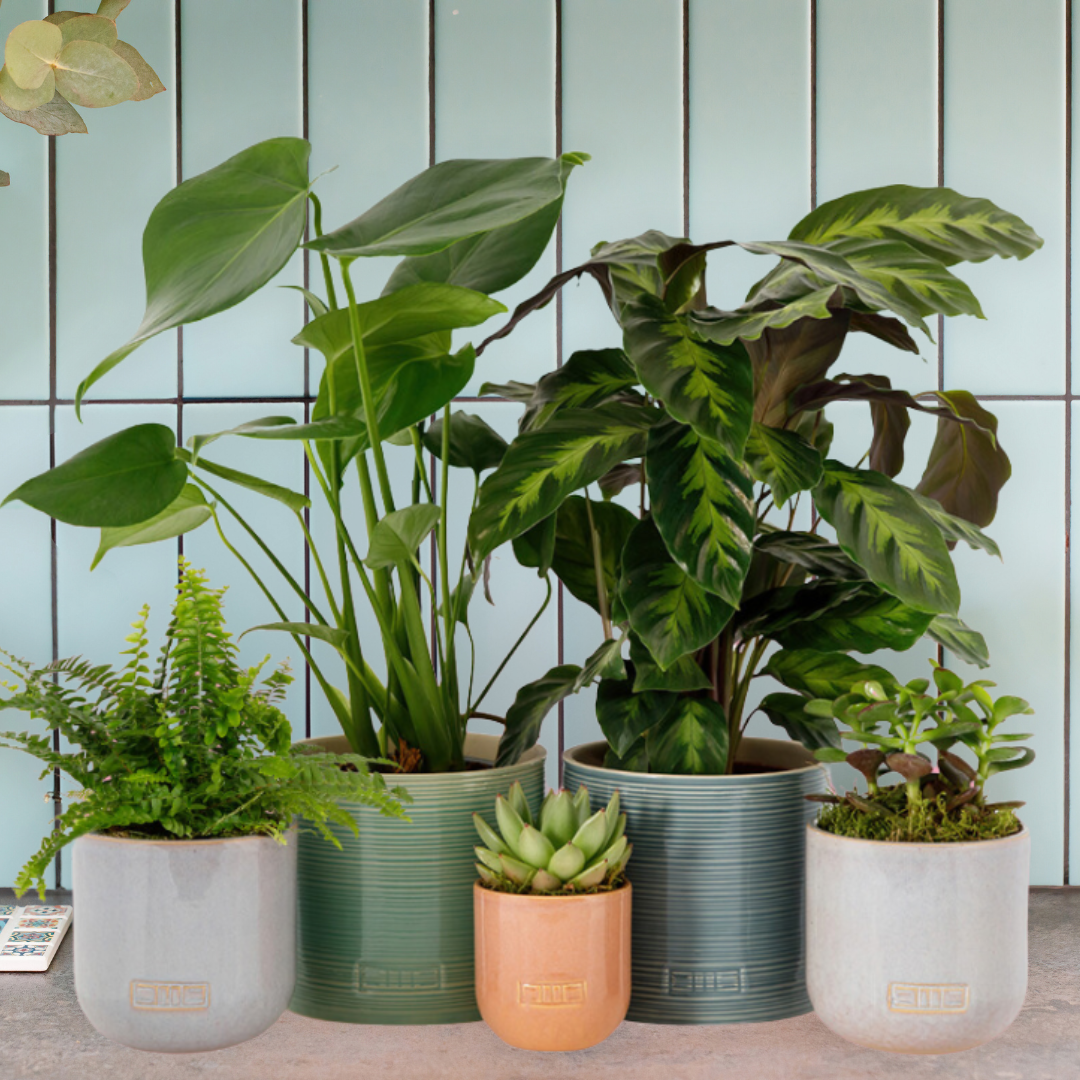 The Little Botanical | Houseplants Delivered To Your Door