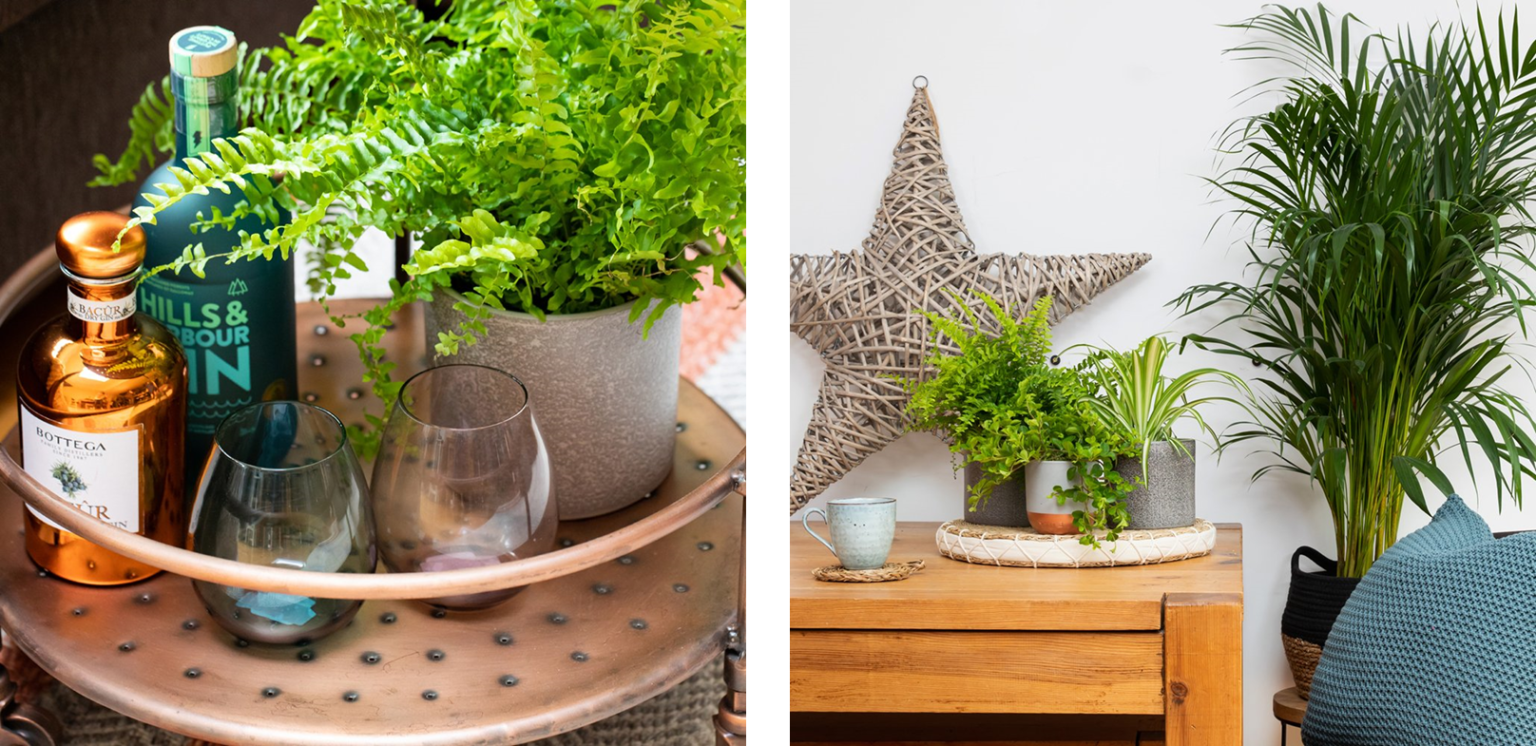 The Boston Fern: All you need to know | The Little Botanical