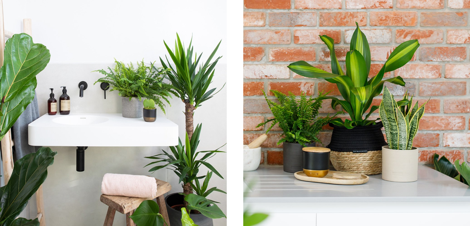The Boston Fern: All you need to know | The Little Botanical