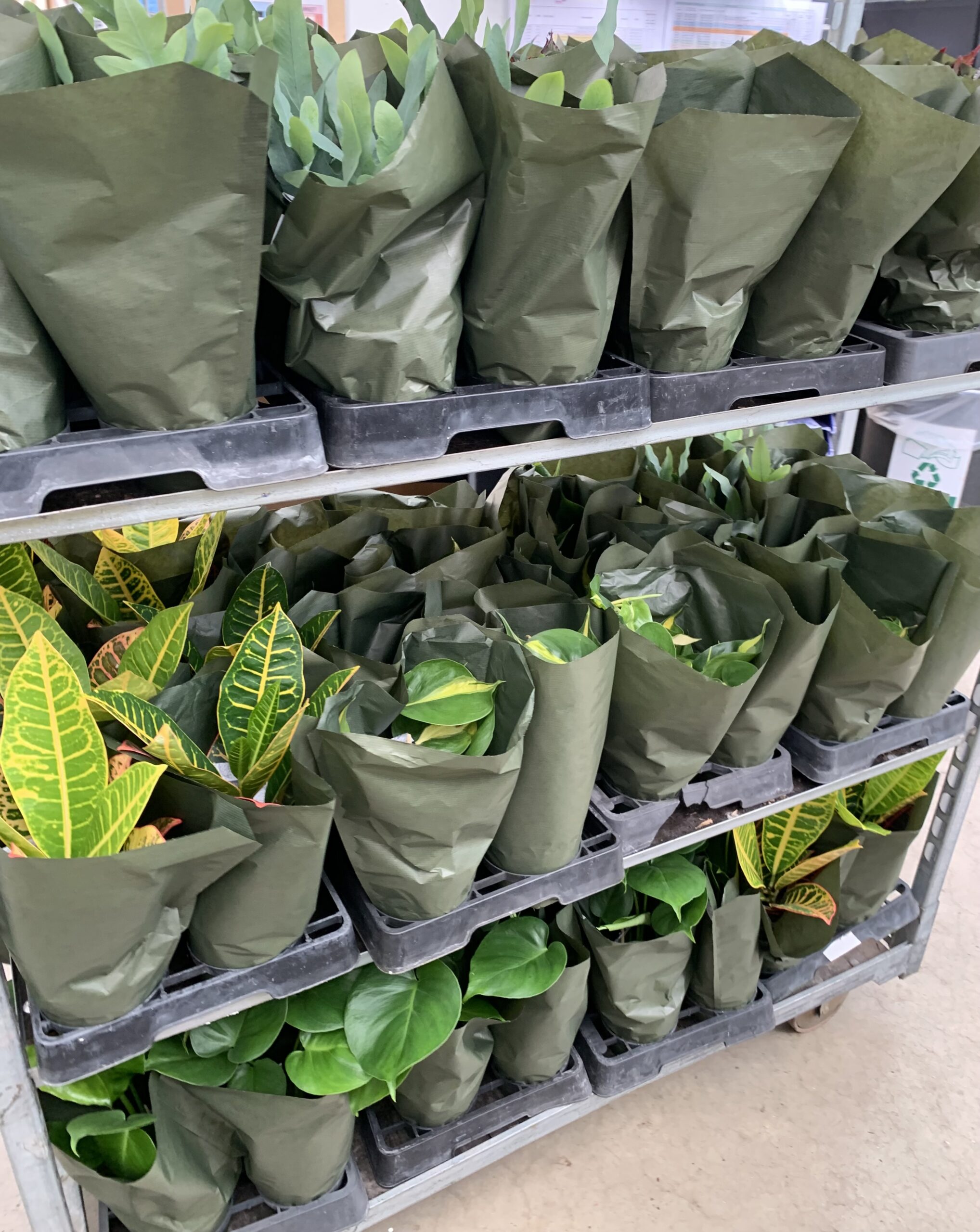 Sustainability and Peat Free Houseplants