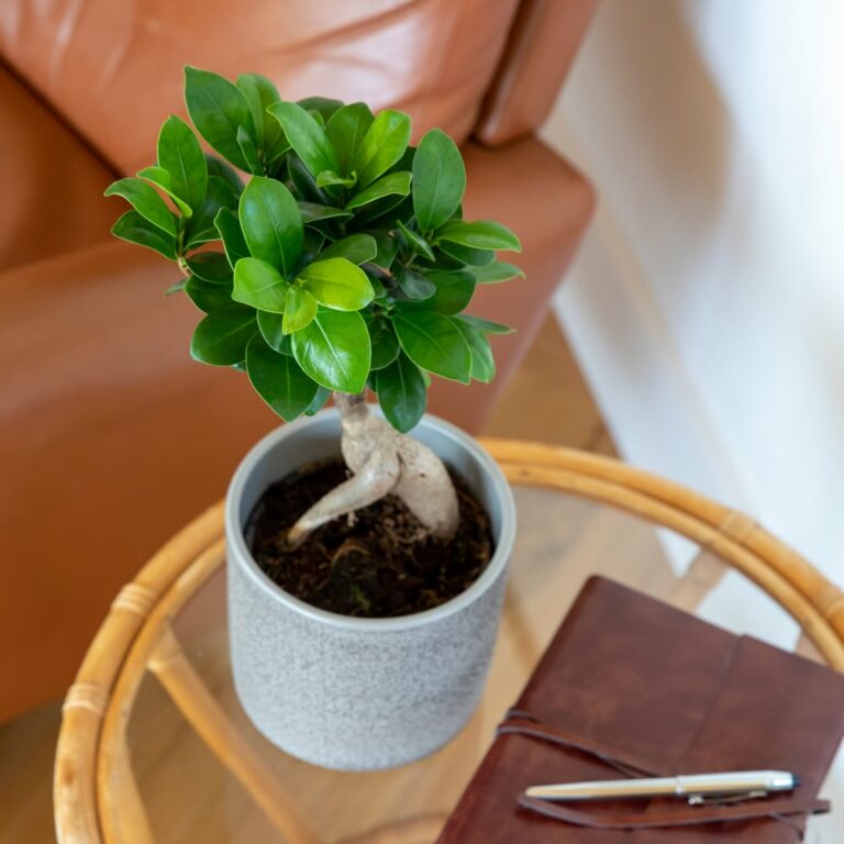 Ficus Ginseng | The Little Botanical