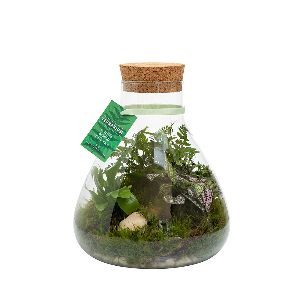 Fern Terrarium | The Little Botanical