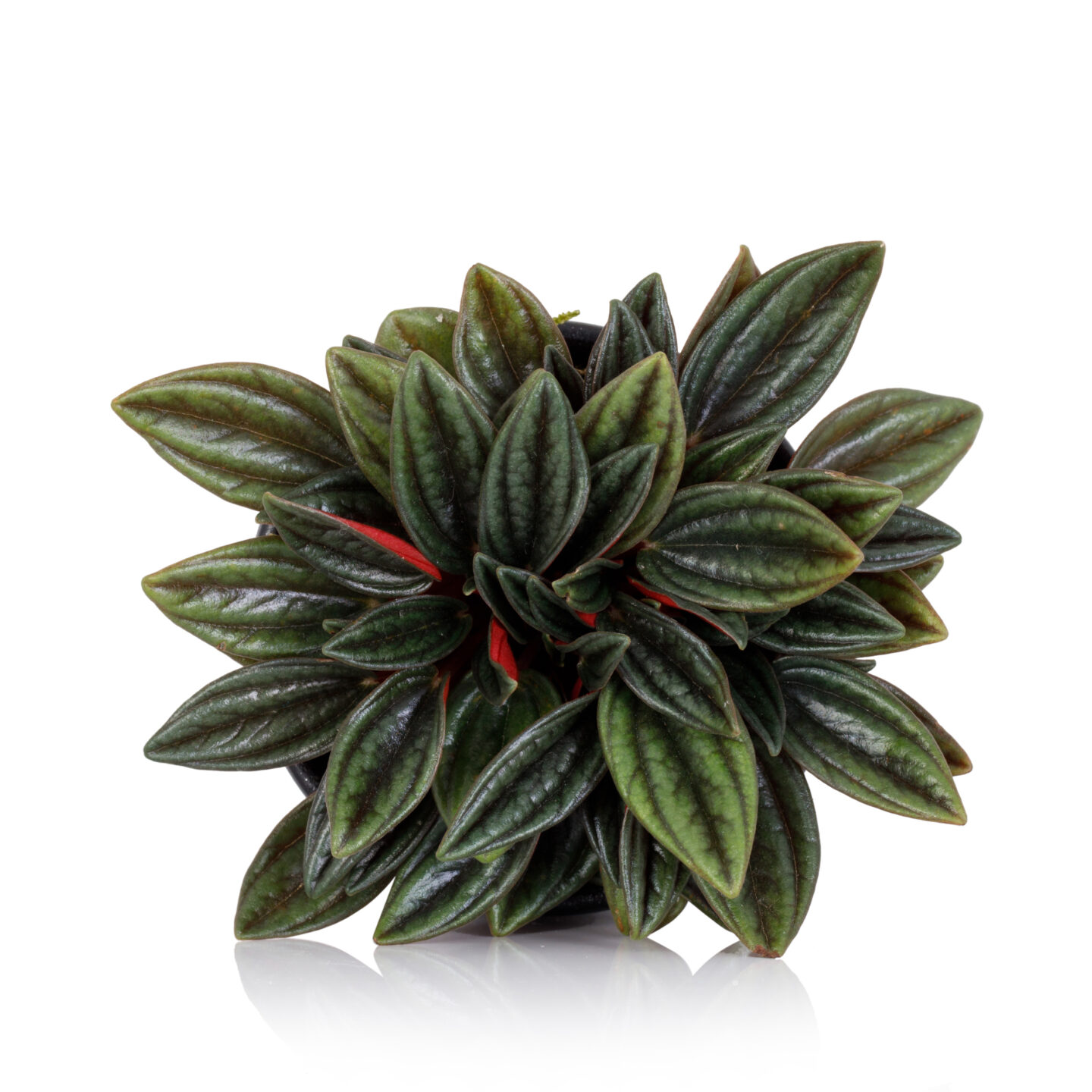 Mini Peperomia Rosso | Indoor Houseplants & Succulents