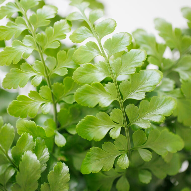 Asplenium Parvati Fern (Mother Fern) | The Little Botanical