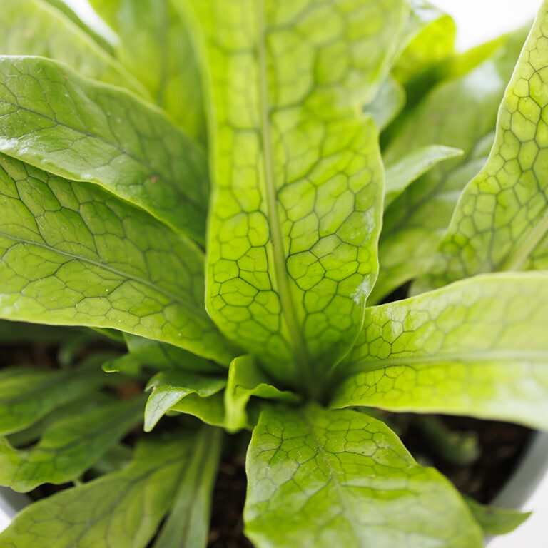 Microsorum Musifolium (Crocodile Fern) | The Little Botanical