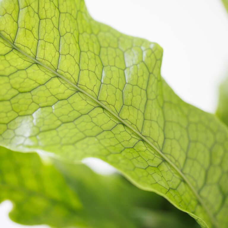 Microsorum Musifolium (Crocodile Fern) | The Little Botanical