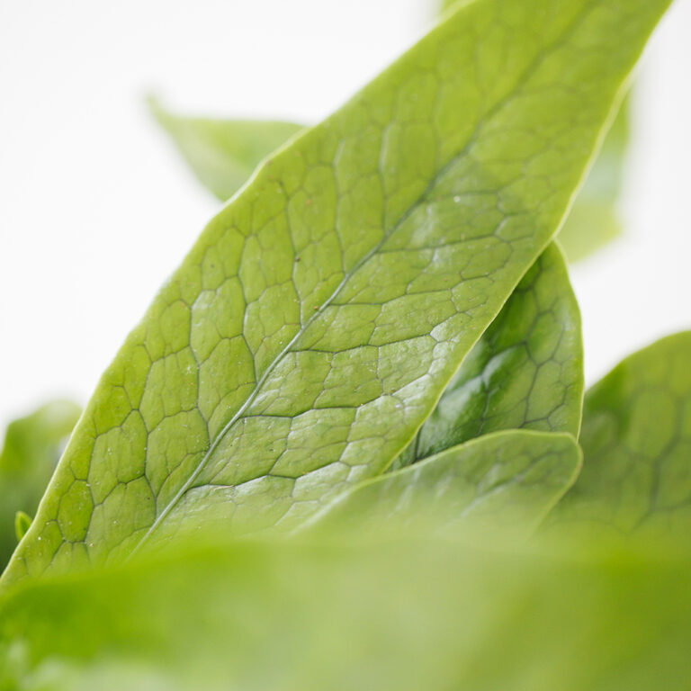 Microsorum Musifolium (Crocodile Fern) | The Little Botanical