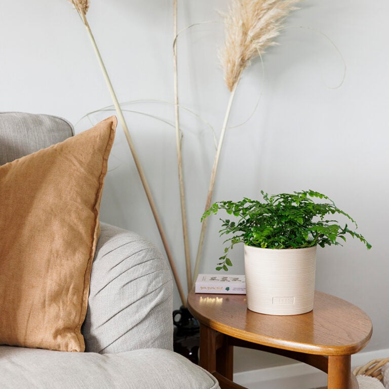 Asplenium Parvati Fern (Mother Fern) | The Little Botanical