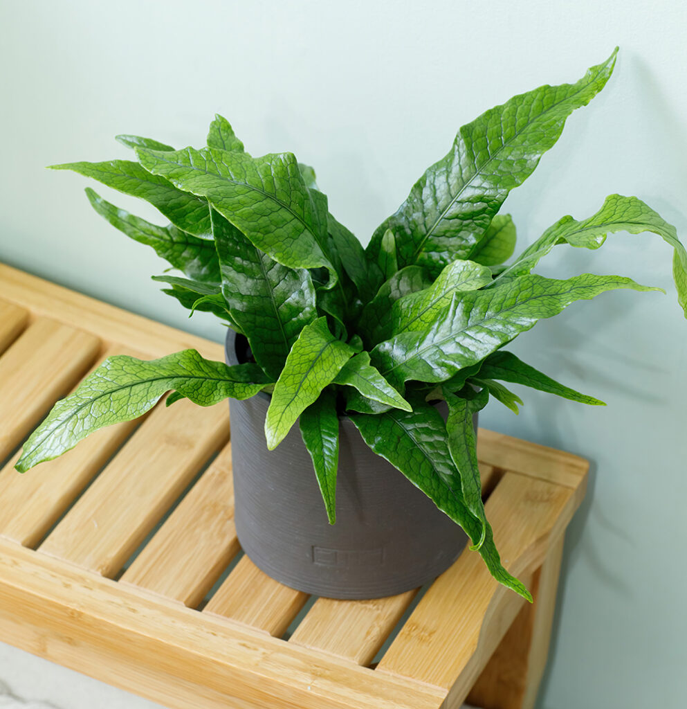 Microsorum Musifolium (Crocodile Fern) | The Little Botanical