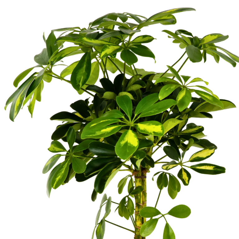Schefflera (braided stem) | The Little Botanical